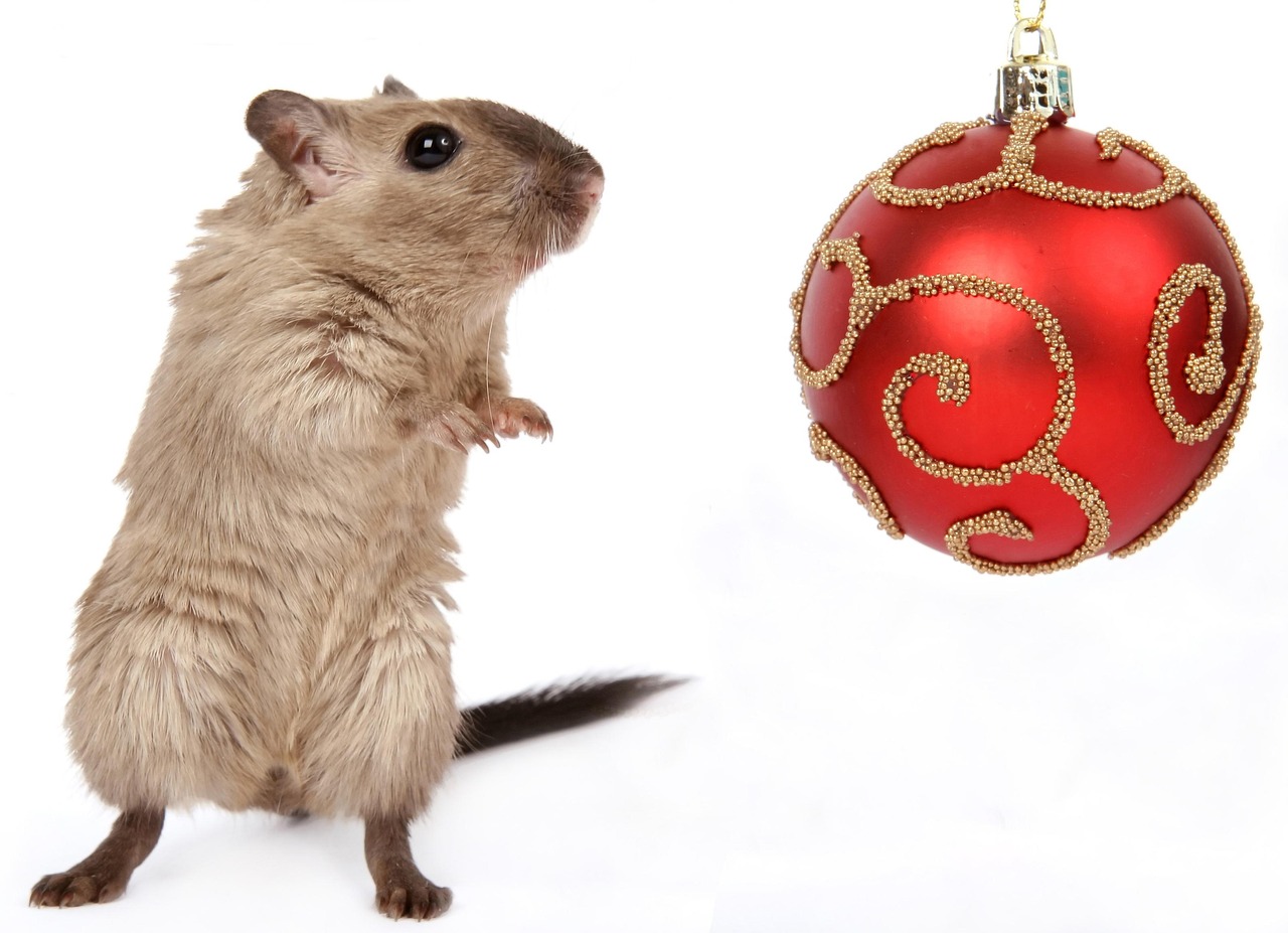 Animal Celebration Christmas - Free photo on Pixabay