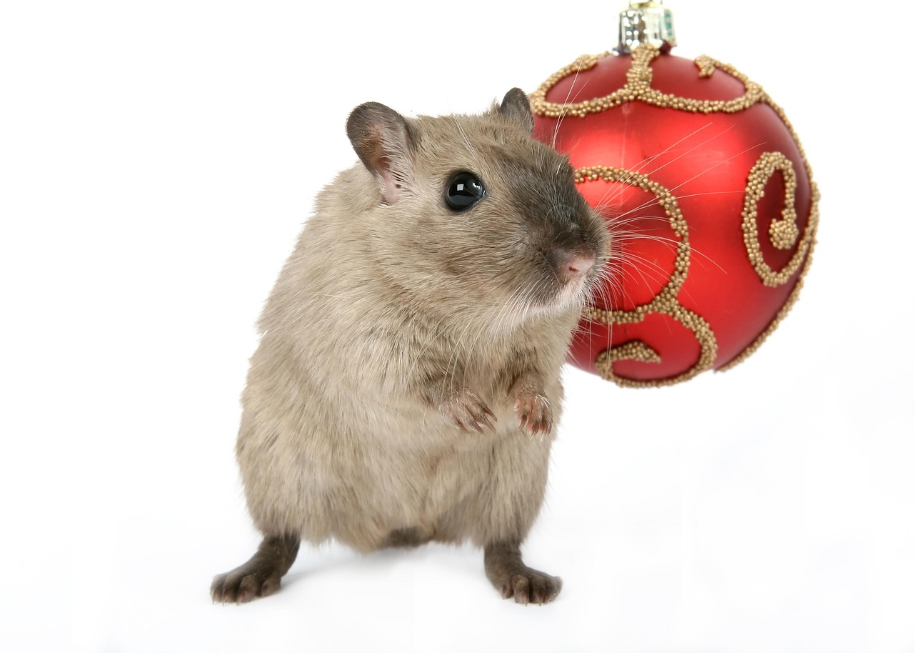 Animal Celebration Christmas - Free photo on Pixabay