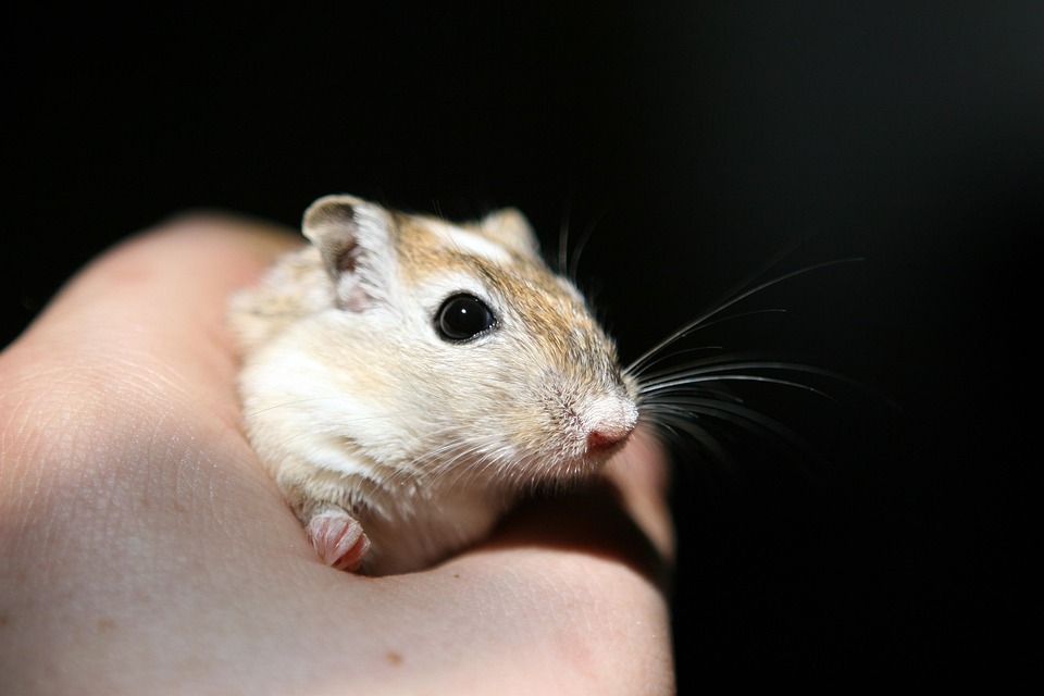 Adorable Animal Appealing - Free photo on Pixabay