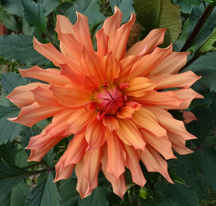 Dahlia Flower Flora - Free photo on Pixabay - Pixabay
