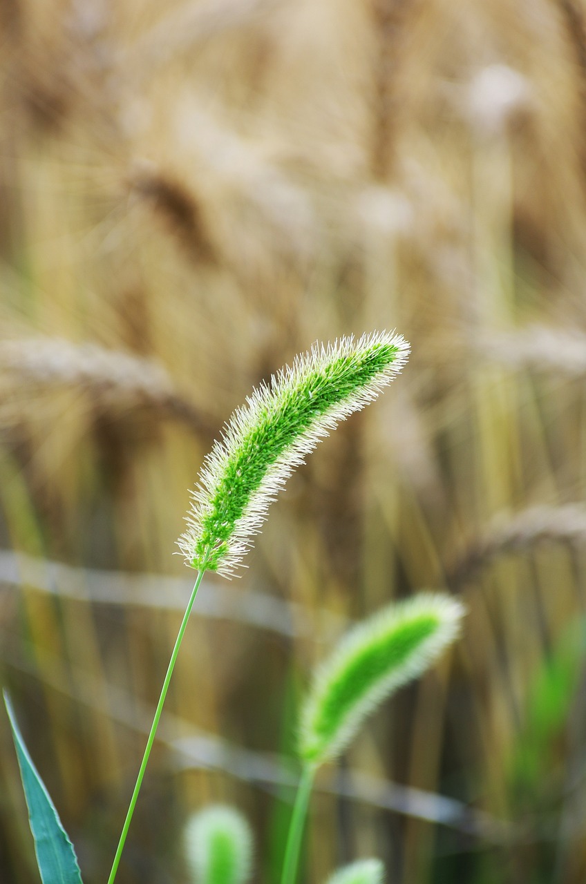 Vernal Grass Wild Field - Free photo on Pixabay - Pixabay