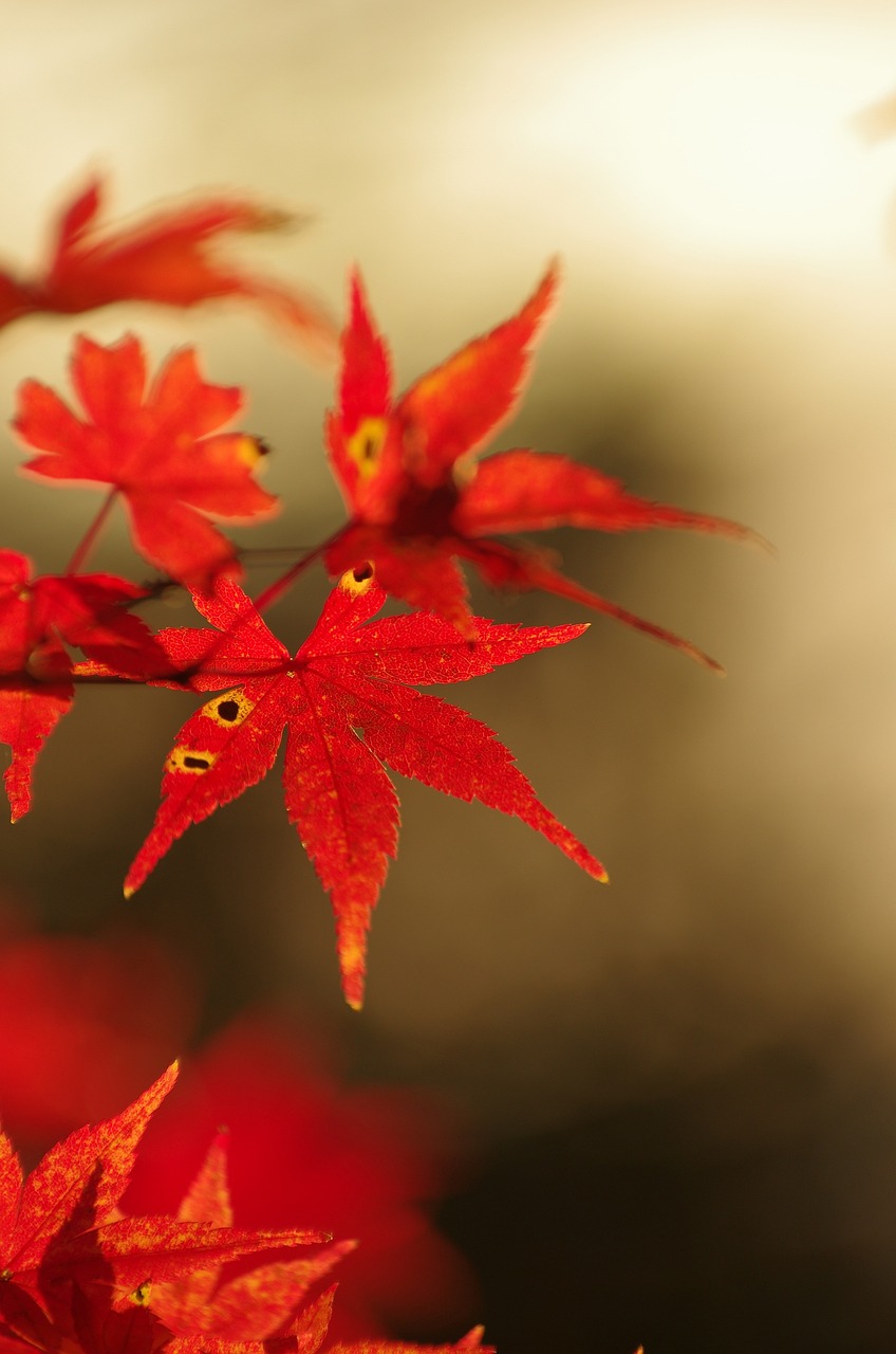 秋季树叶 枫 秋季 - Pixabay上的免费照片 - Pixabay