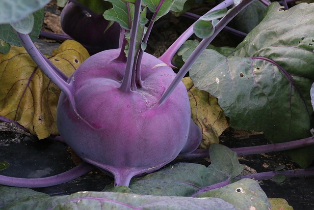 Kohlrabi Purple - Free photo on Pixabay