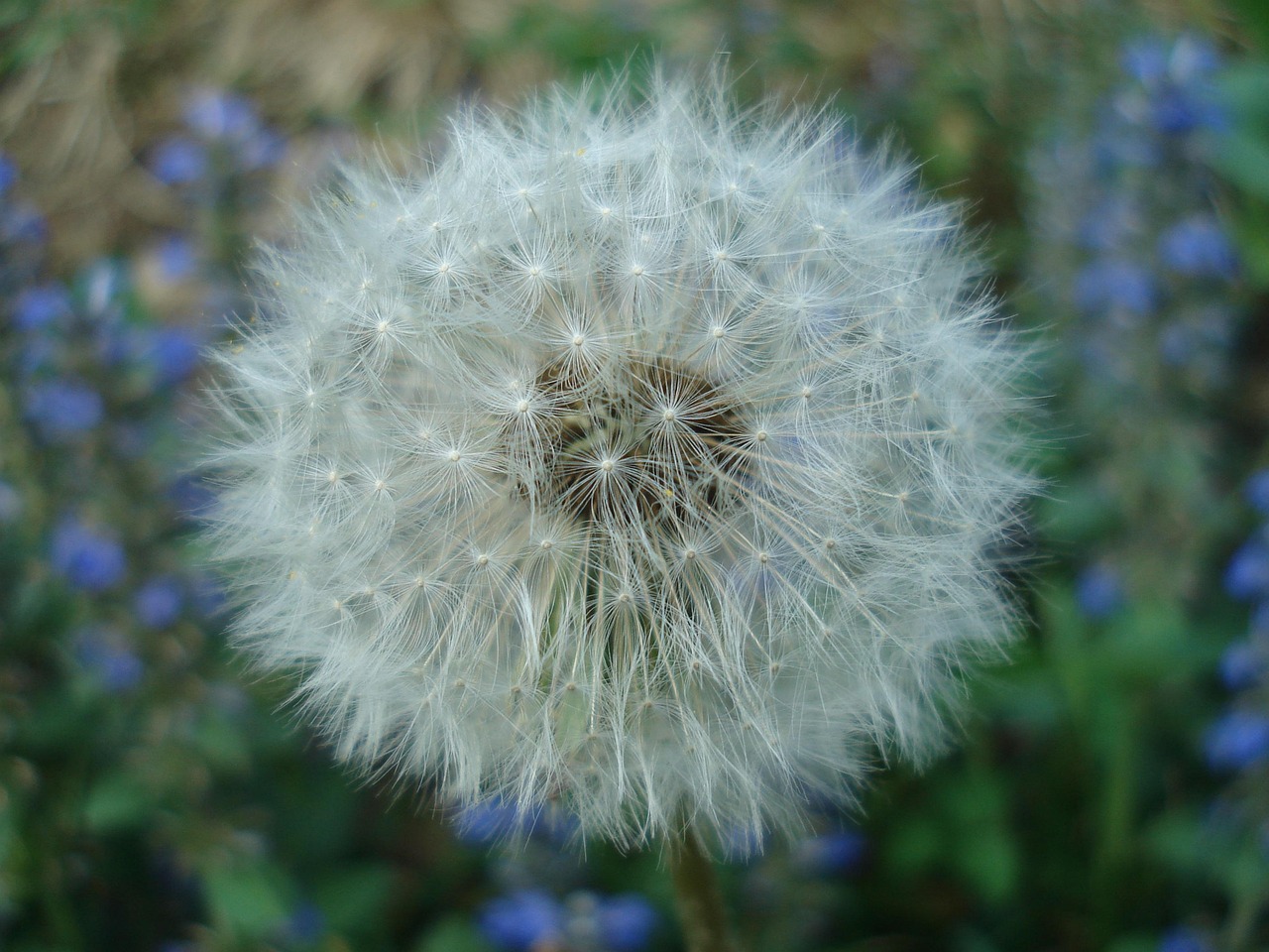 Dandelion Bunga Taraxacum - Foto gratis di Pixabay - Pixabay