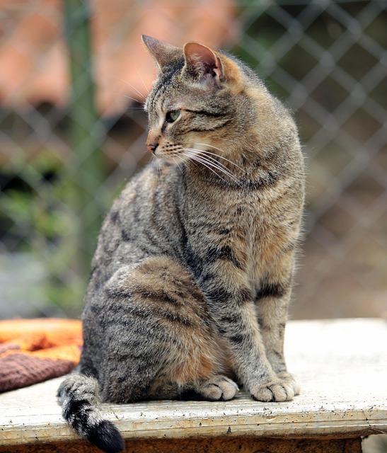 Katze Hauskatze Cat - Free photo on Pixabay - Pixabay