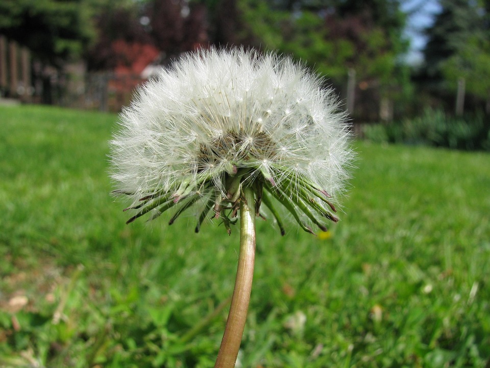 Dandelion Plant Nature - Free photo on Pixabay