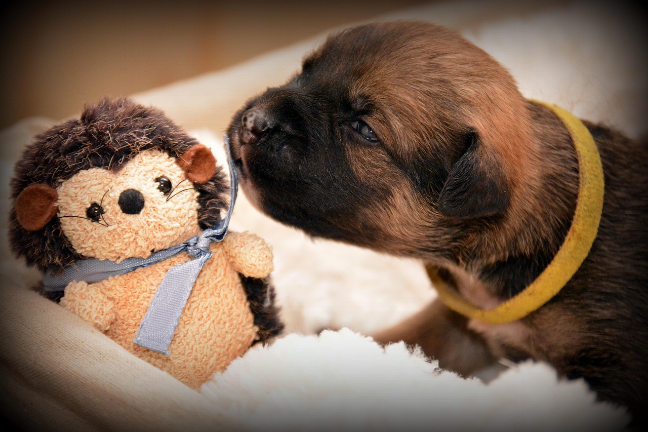 100+ kostenlose Hundebaby und Welpe-Bilder - Pixabay