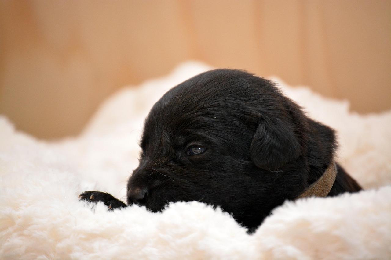 60+ kostenlose Hundewelpen und Welpe-Bilder - Pixabay