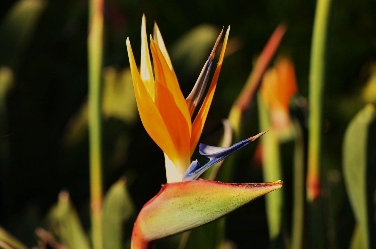 Flor Primavera Flores - Foto gratuita no Pixabay - Pixabay