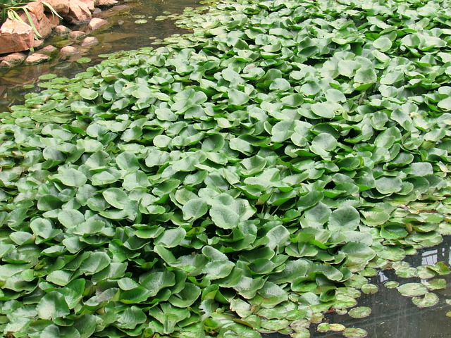 Water Hyacinth Pond Garden - Free photo on Pixabay - Pixabay