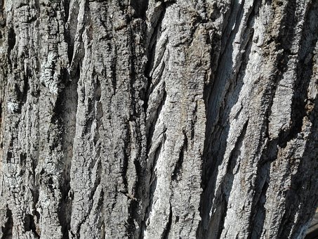 Plus de 30 photos gratuites de Texturas Vegetal et de Texture - Pixabay