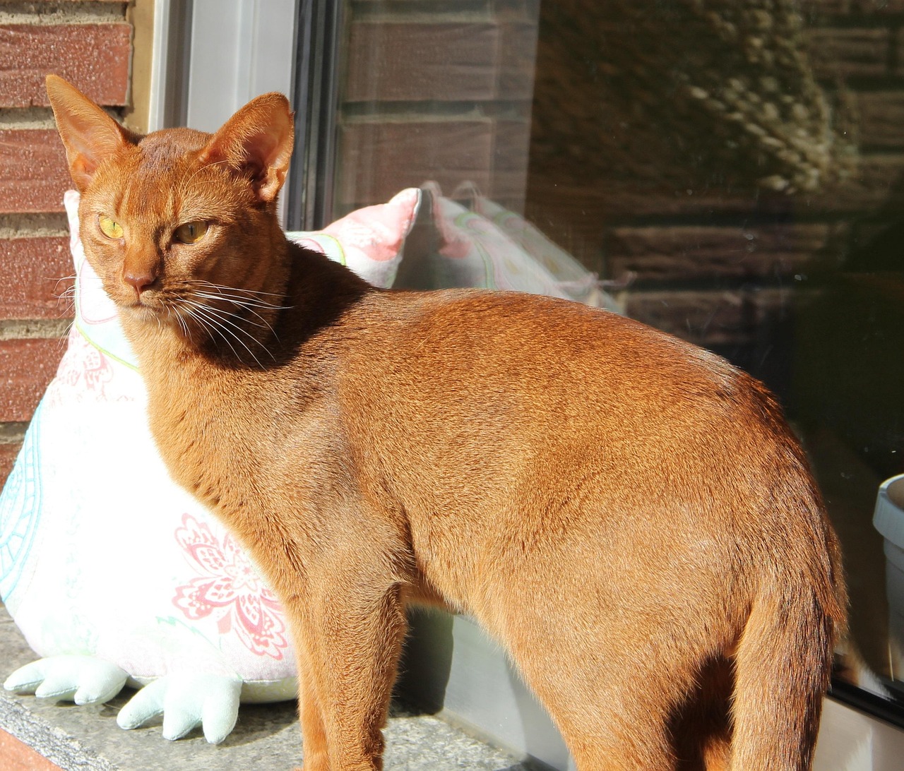 Cat Sorrel Expressive - Free photo on Pixabay - Pixabay
