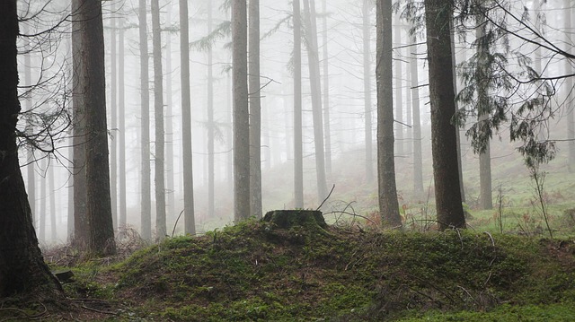 Dima Forest Biscay - Free photo on Pixabay