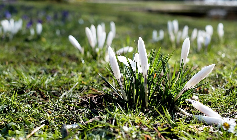 Crocus Blanche Floraison Prairie - Photo gratuite sur Pixabay - Pixabay