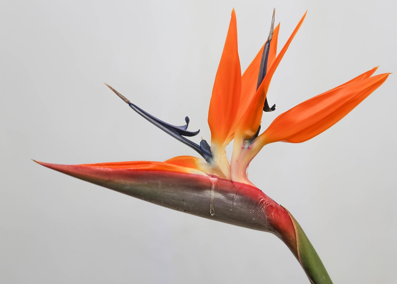 Aves Del Paraiso Flor