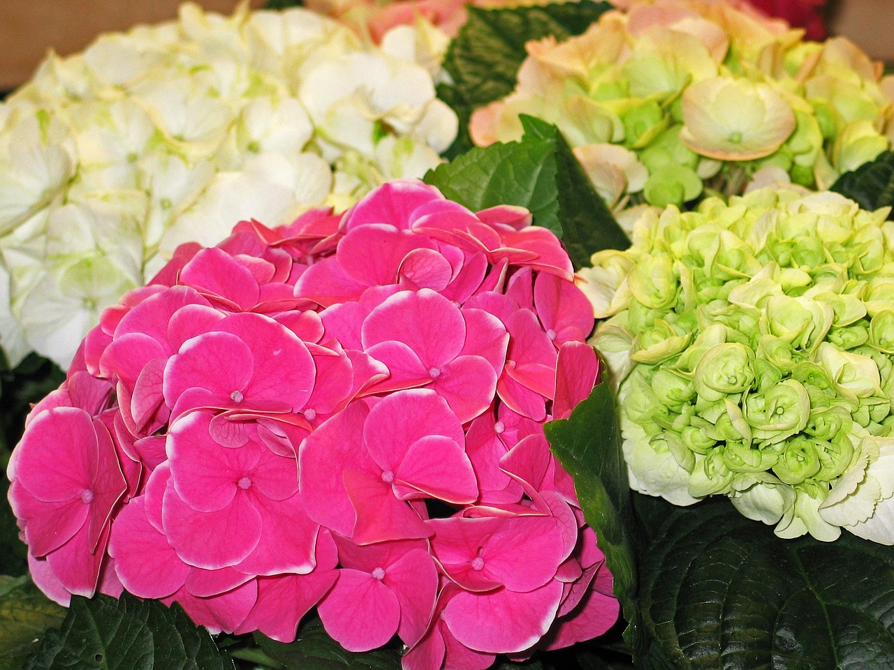 Hydrangea Dekoratif Semak - Foto gratis di Pixabay - Pixabay