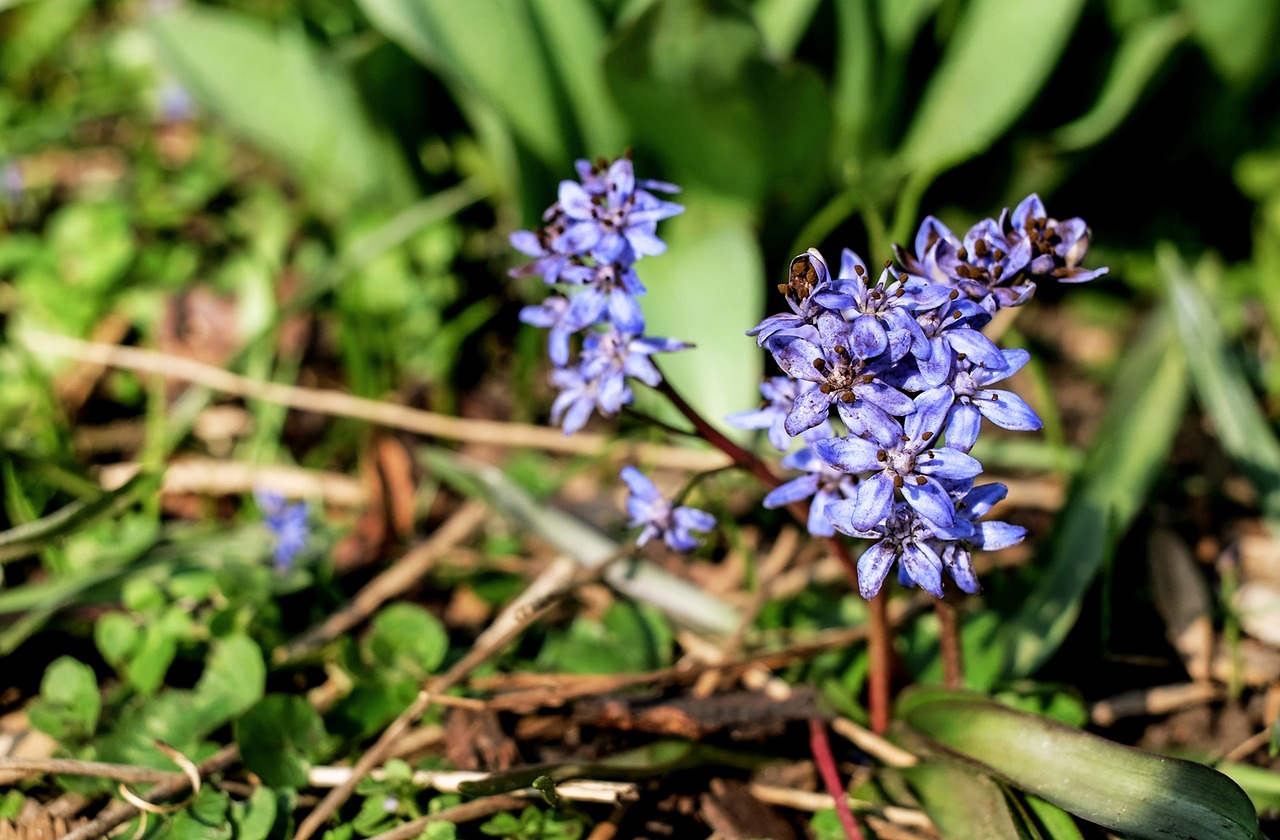 Flor Morada Prado - Foto gratis en Pixabay - Pixabay