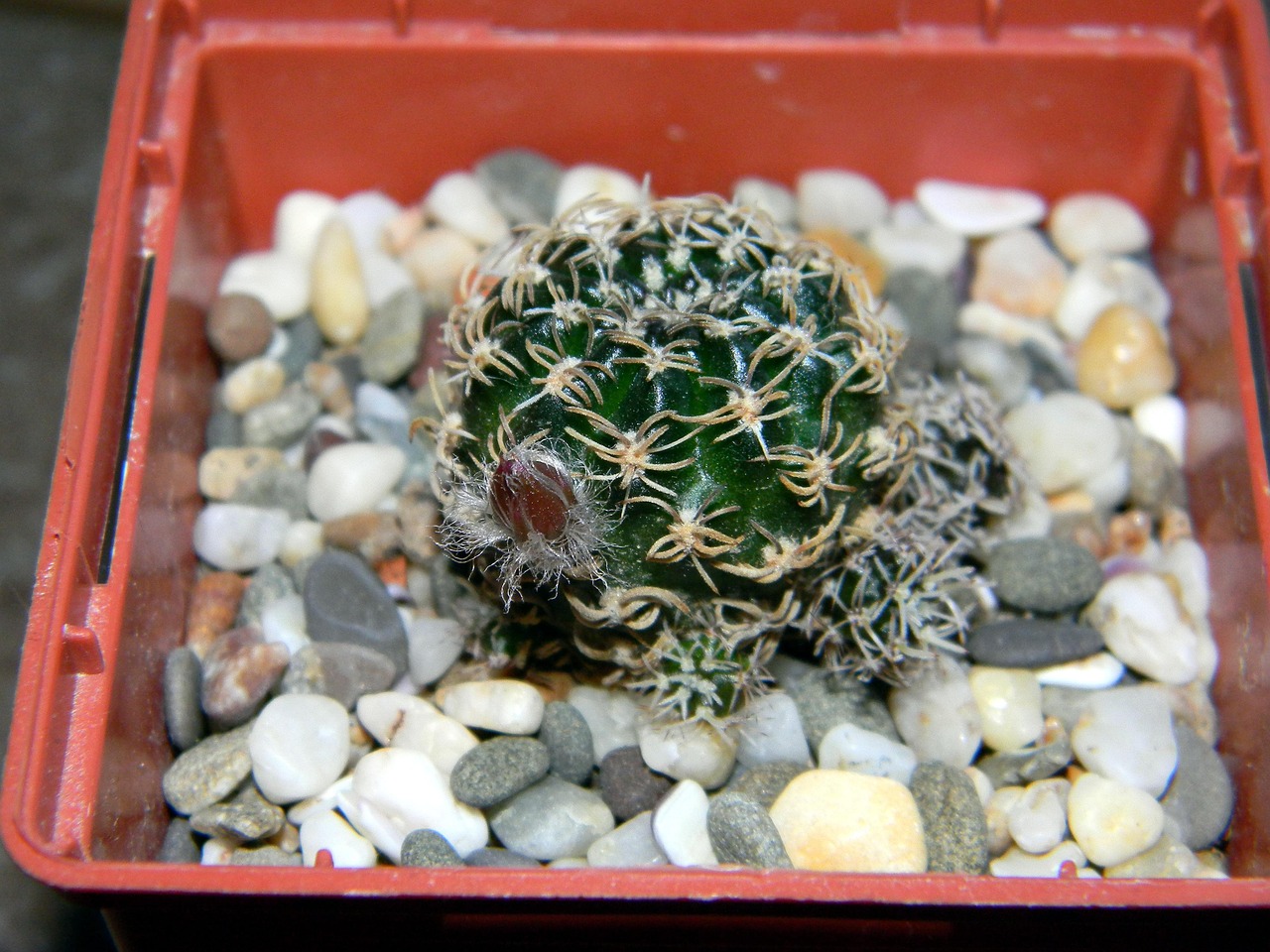 Lobivia Cactus Suculento - Foto gratis en Pixabay - Pixabay