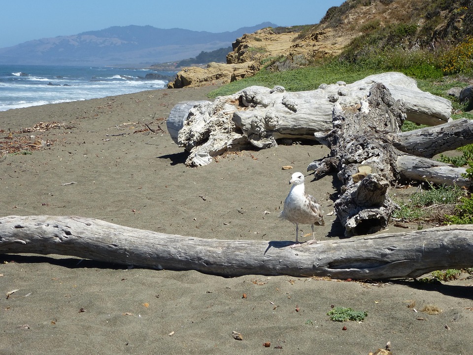 Sea Gull Coast - Free photo on Pixabay