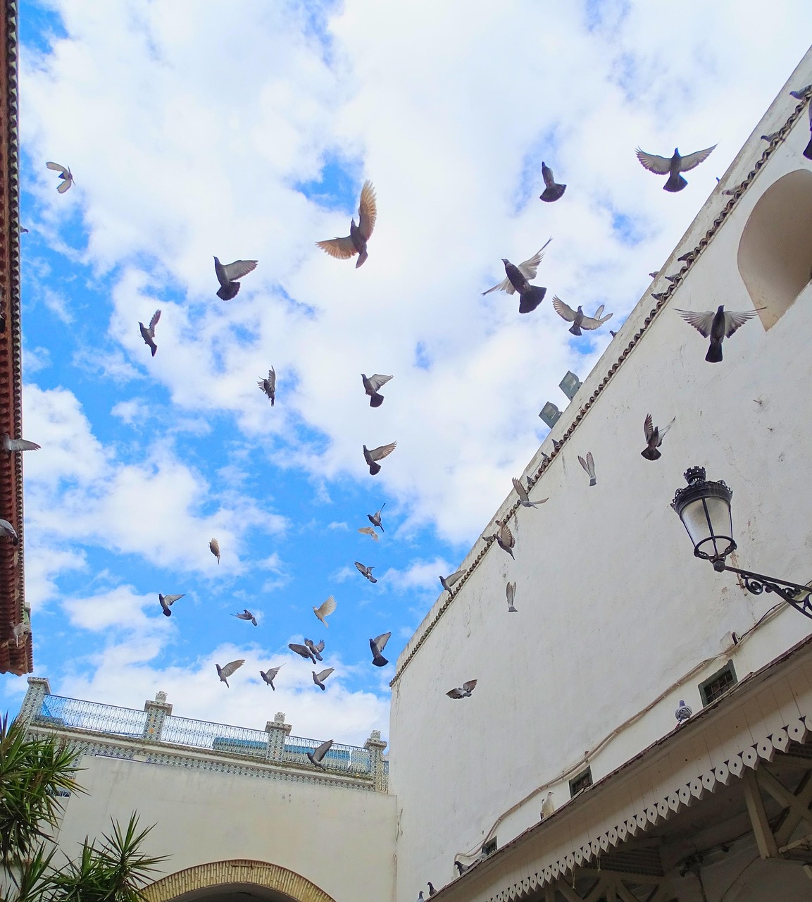 Pigeon La Médina Tunis - Photo gratuite sur Pixabay - Pixabay