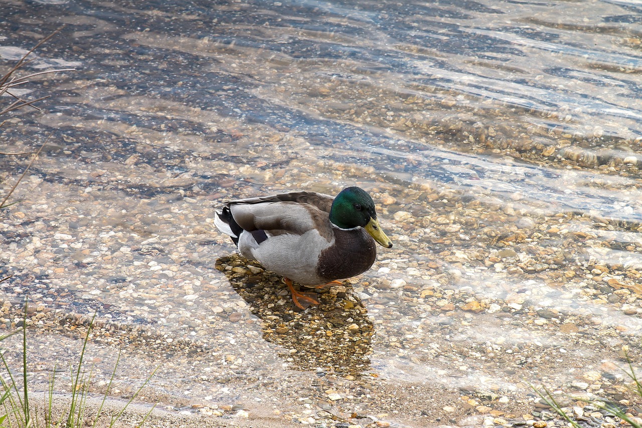 Pato Agua - Foto gratis en Pixabay - Pixabay