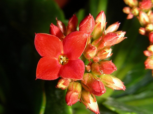 Bunga Merah Alam Lantai - Foto gratis di Pixabay - Pixabay