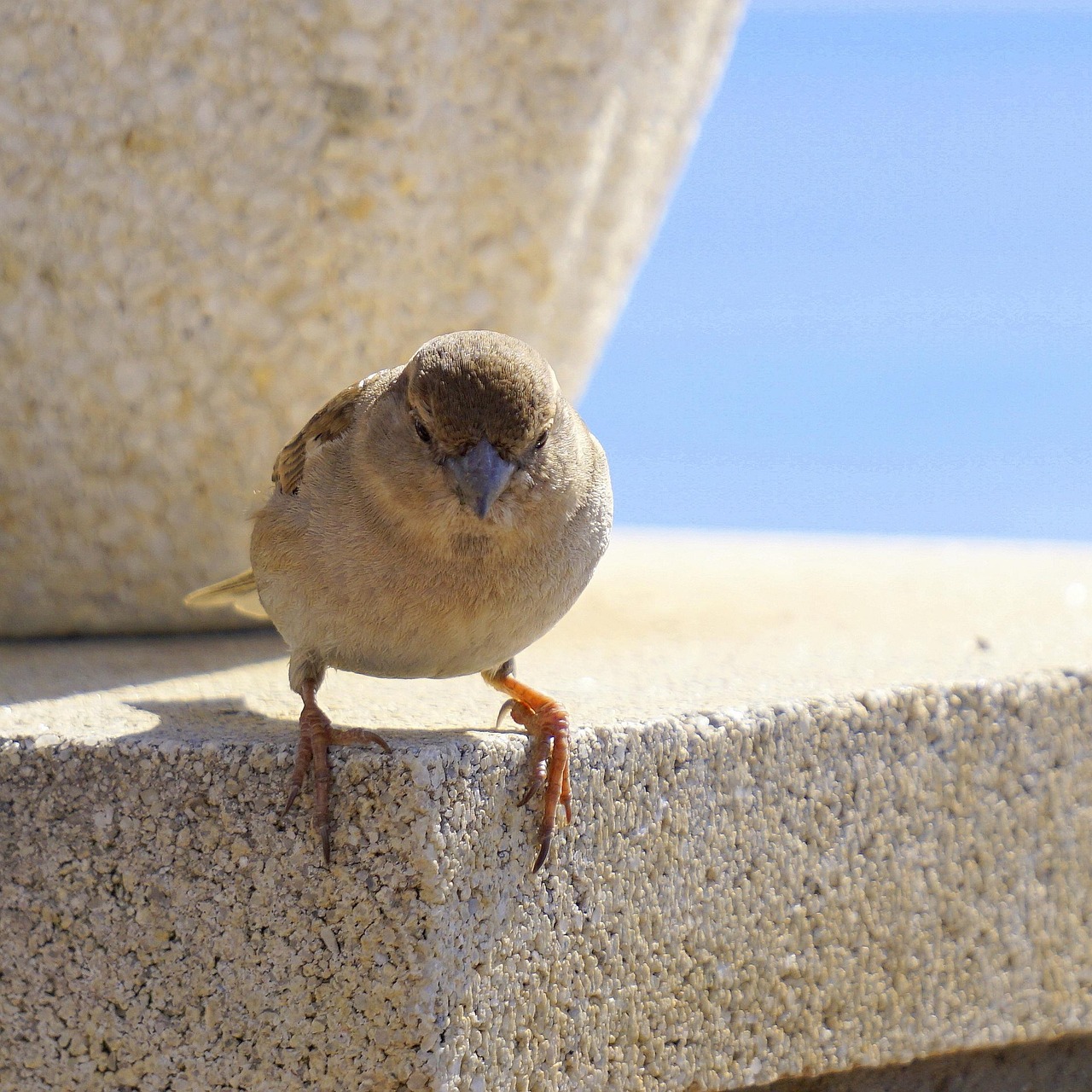 Burung Gereja Kecil - Foto gratis di Pixabay - Pixabay