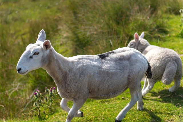 Le Mouton Troupeau Gazon - Photo gratuite sur Pixabay - Pixabay
