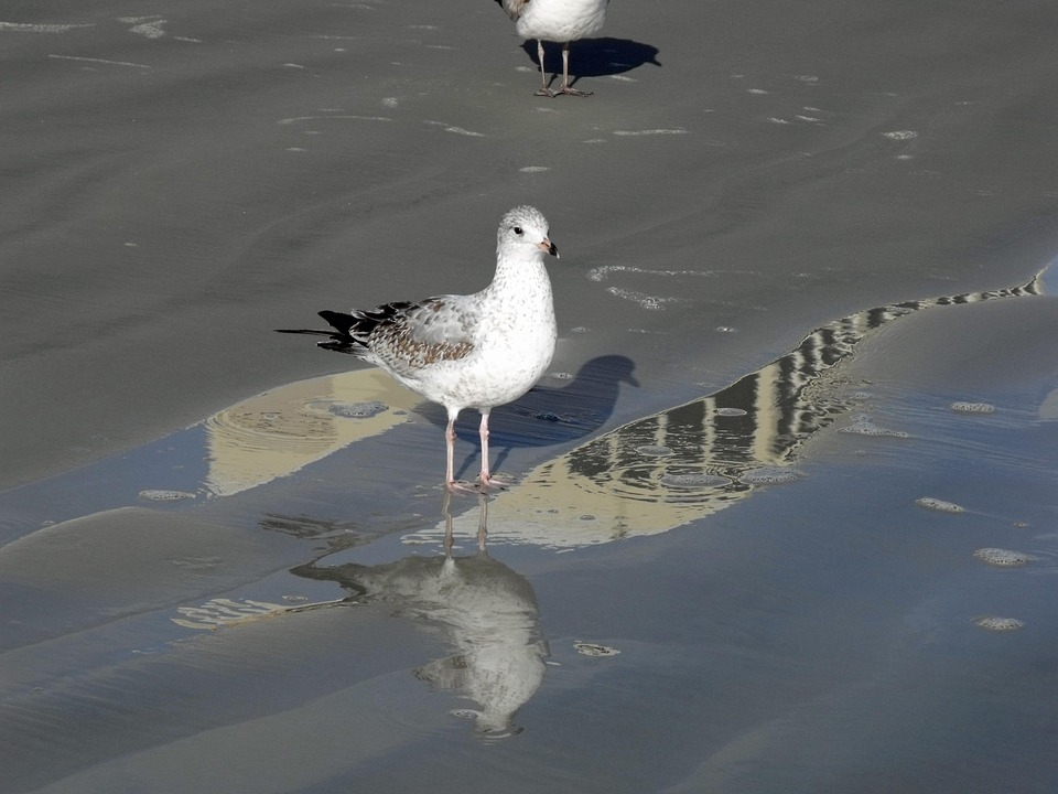 Playa Aves De Línea Costera - Foto gratis en Pixabay - Pixabay