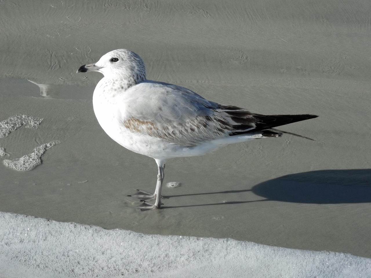 Beach Birds Coastline - Free photo on Pixabay - Pixabay