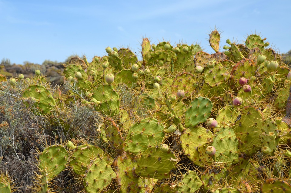 Cactus Spur Plant - Free photo on Pixabay - Pixabay