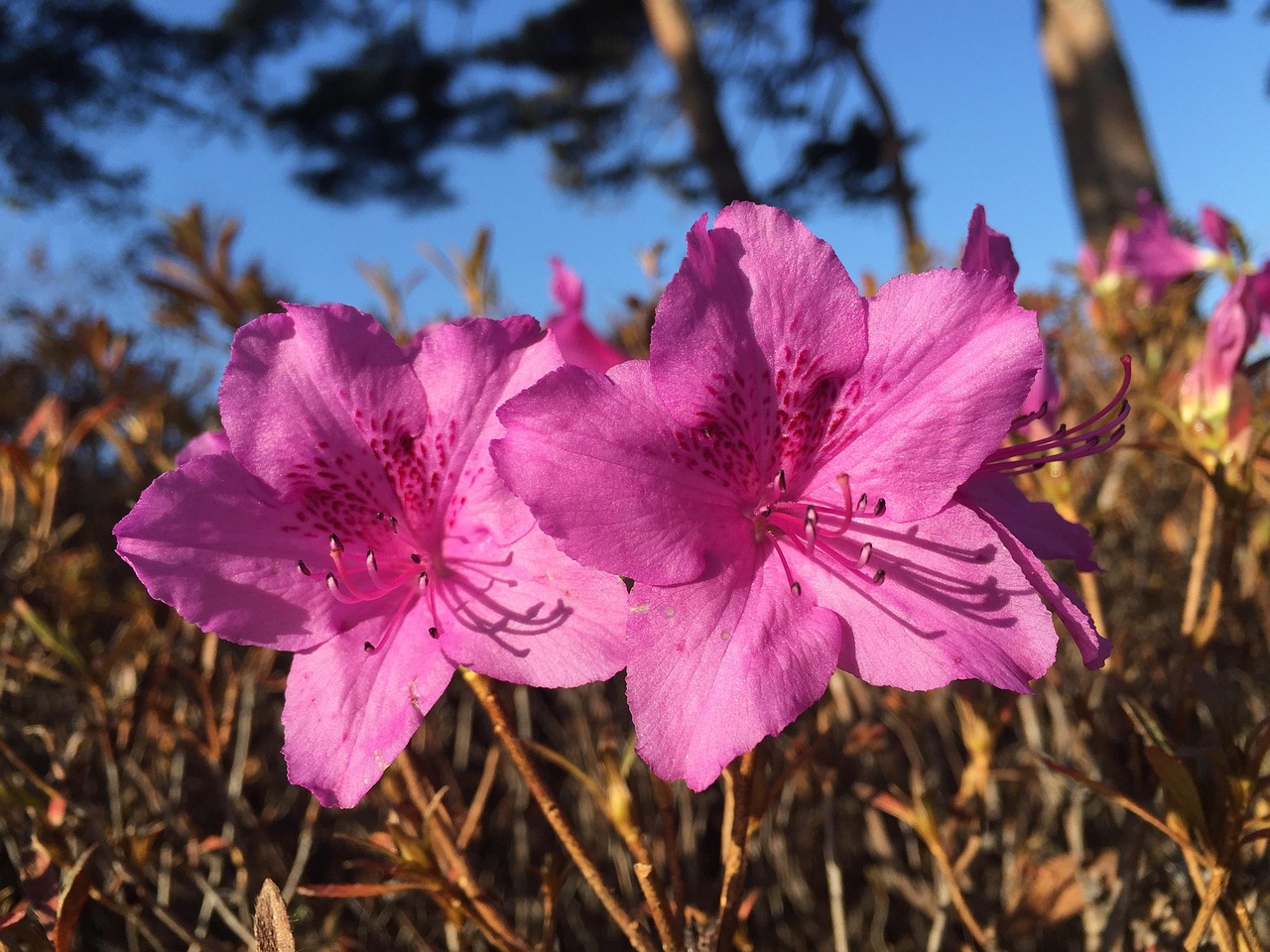 Winter Flower - Free photo on Pixabay