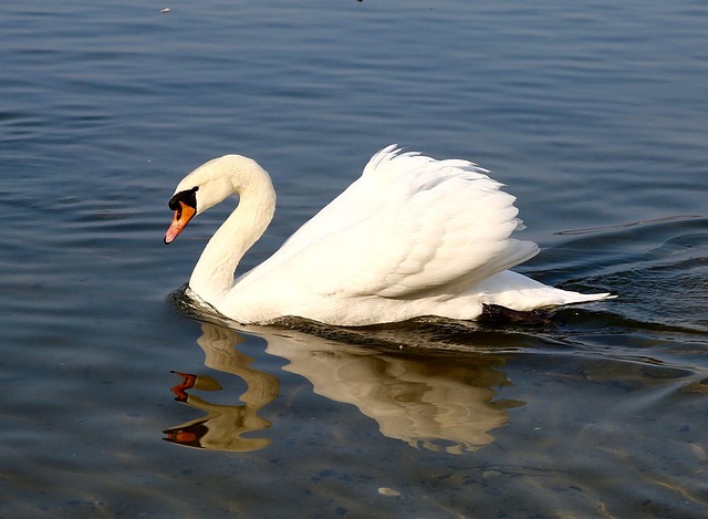Animal Swan Proudly - Free photo on Pixabay