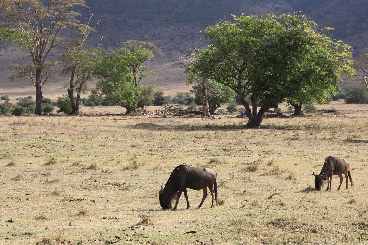 300+ Free Wildebeest & Nature Images - Pixabay