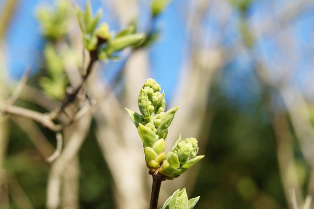Bud Spring Sprouts - Free photo on Pixabay - Pixabay