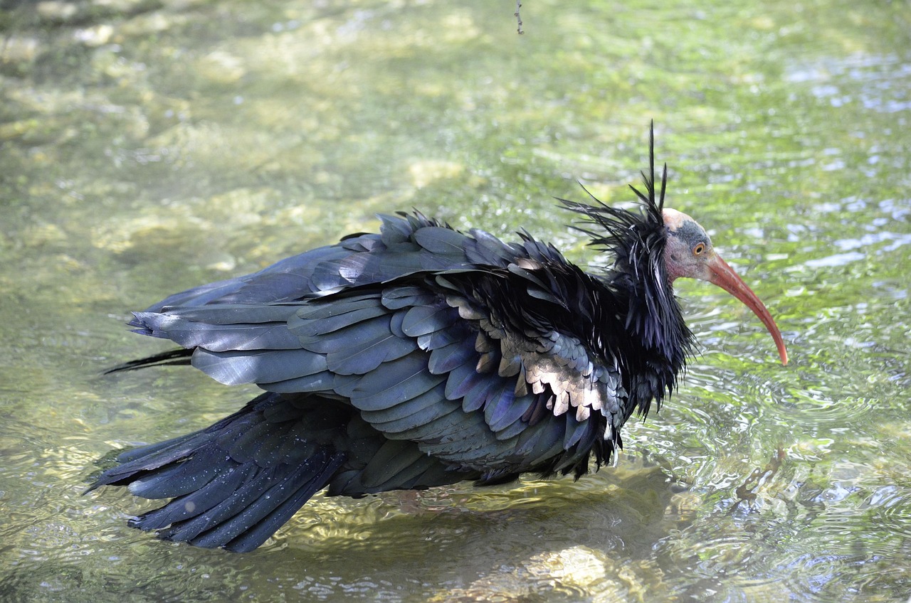 Ibis Calvo Pájaro Naturaleza Aves - Foto gratis en Pixabay - Pixabay
