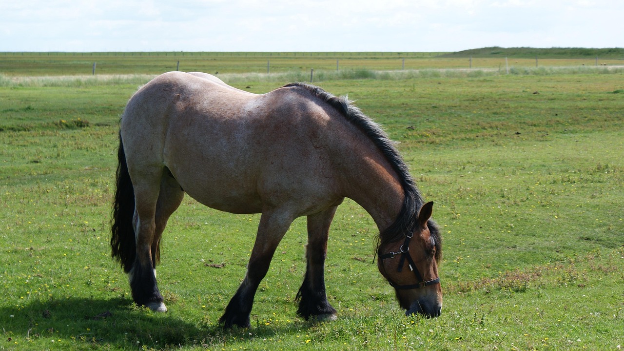 Cheval Animaux La Nature Faire - Photo gratuite sur Pixabay - Pixabay