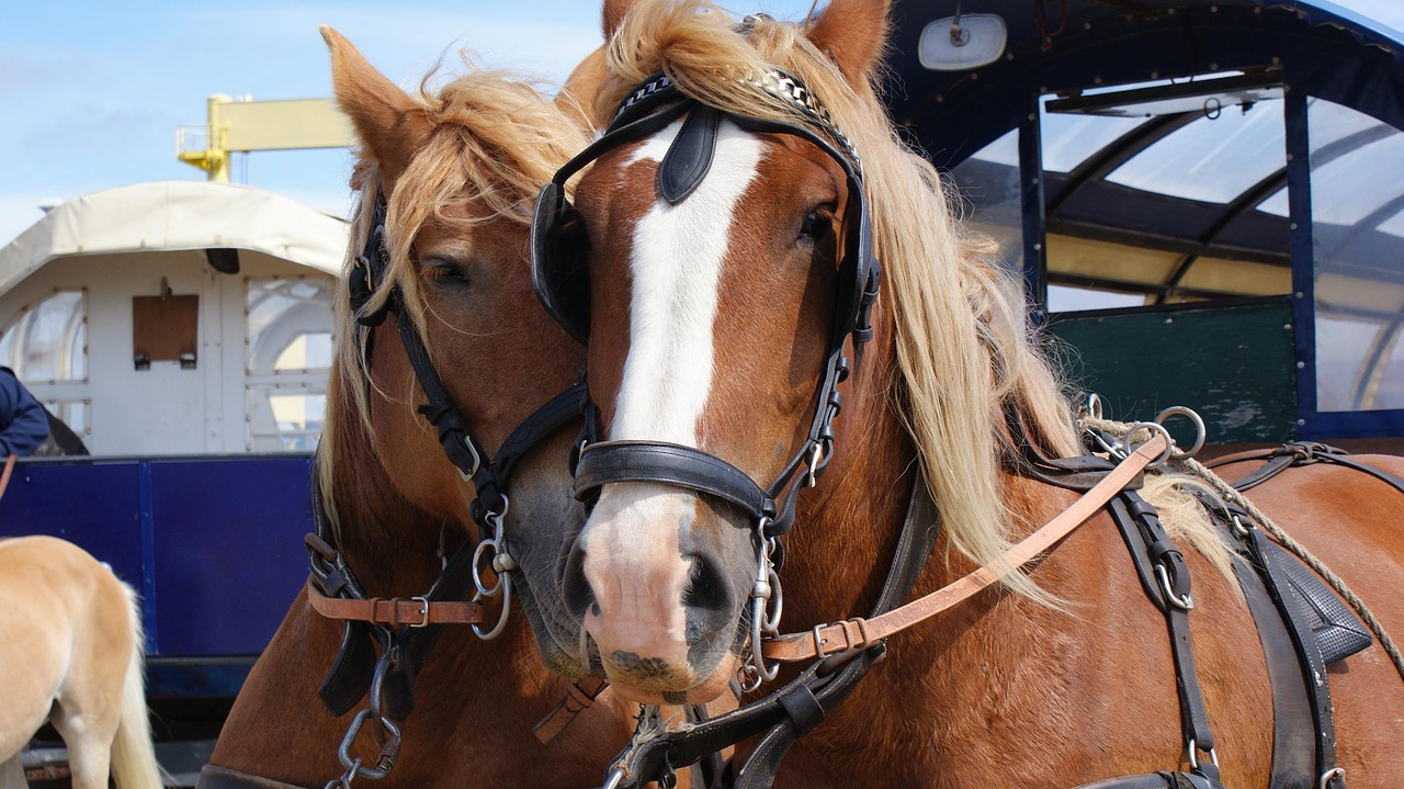 Caballos Animales Naturaleza Isla - Foto gratis en Pixabay - Pixabay
