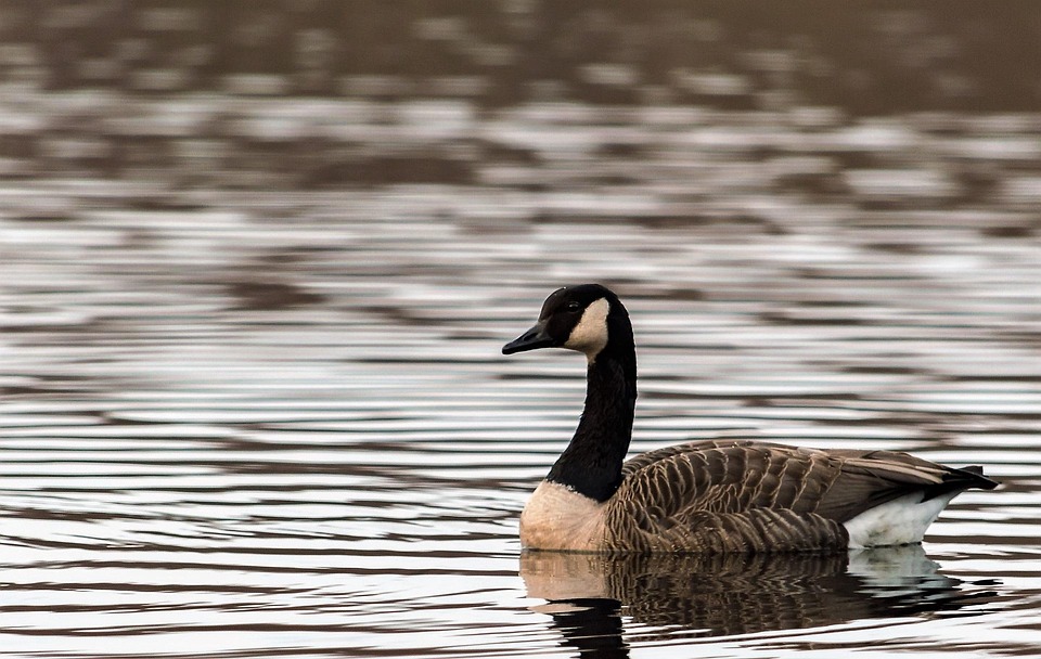 Angsa Wild Goose Burung - Foto gratis di Pixabay - Pixabay