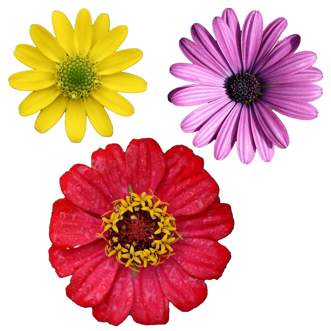 Download Plants, Nature, Botanical. Royalty-Free Stock Illustration ...