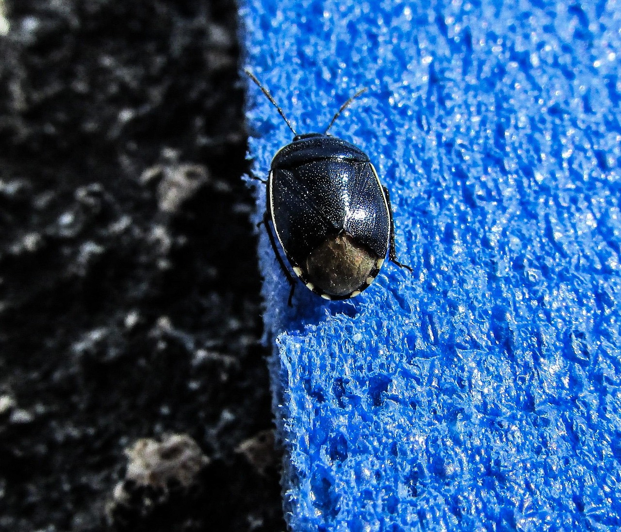 Beetle Blue Colour - Free photo on Pixabay - Pixabay