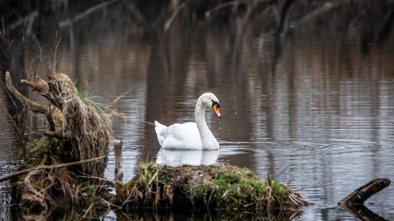 20,000+ Free Swan On Pond & Swan Images - Pixabay