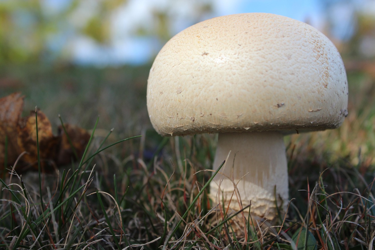 Agaricus Arvensis