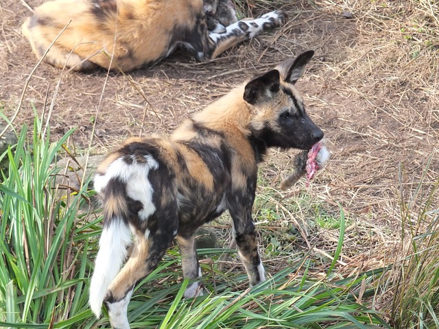 Hunting Dog African Wild - Free photo on Pixabay