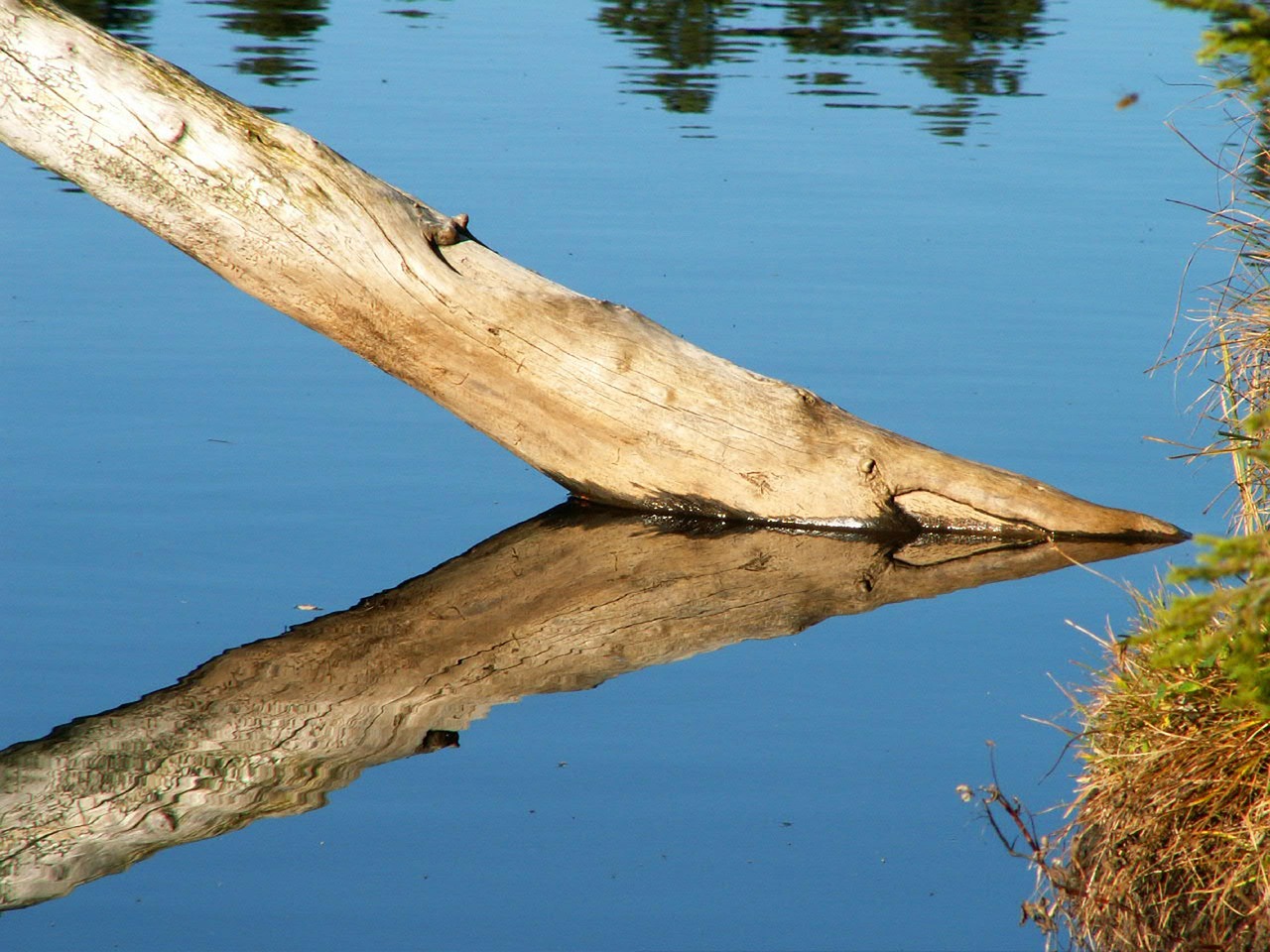 60,000+ Free Tree Reflection In Water & Nature Images - Pixabay