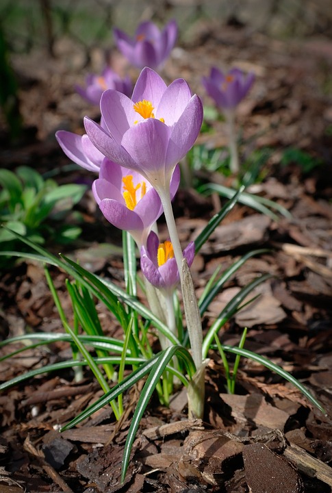 Crocuses Flower Spring - Free photo on Pixabay