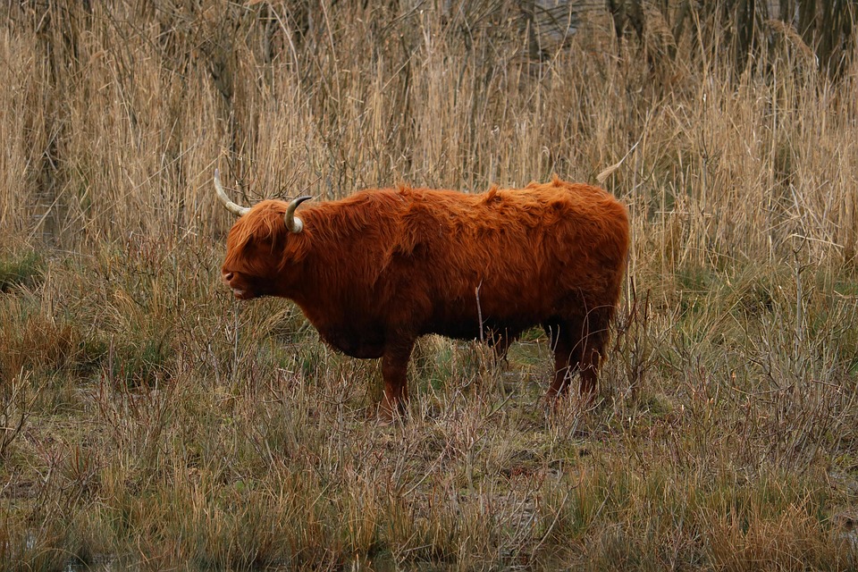 Highland Cattle Wild Pasture - Free photo on Pixabay - Pixabay