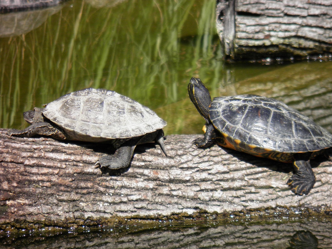 Animal Animales Tortugas - Foto gratis en Pixabay - Pixabay