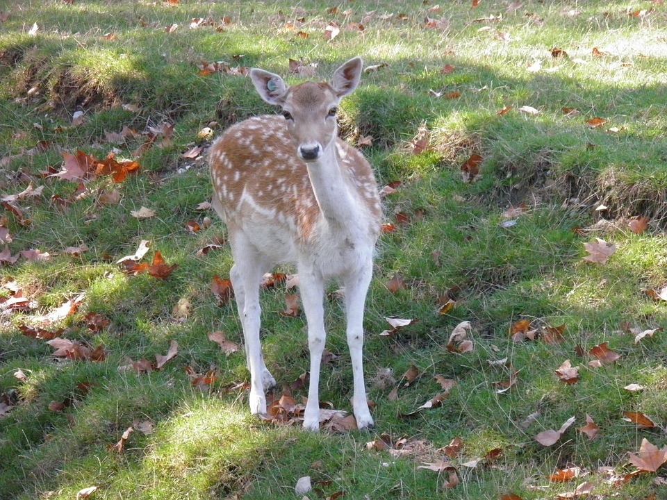 Animal Animaux Nature - Photo gratuite sur Pixabay