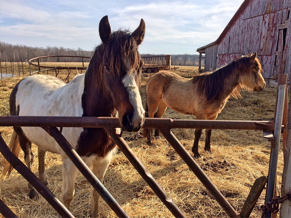 Caballo Granja Animal - Foto gratis en Pixabay - Pixabay